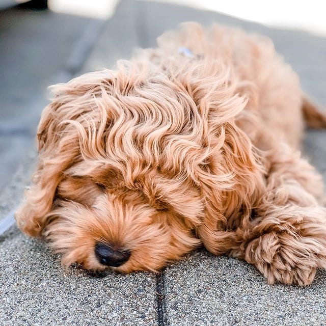 14 Incredibly Beautiful Poodle Pictures - PetPress