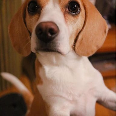 14 Fascinating Beagle Facts - PetPress