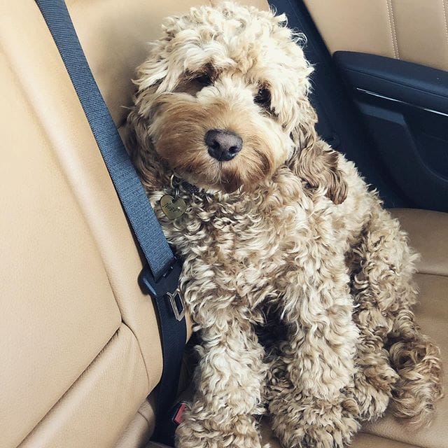 14 Incredibly Beautiful Poodle Pictures - PetPress