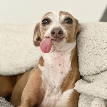 15 Fascinating Facts About Greyhounds - PetPress