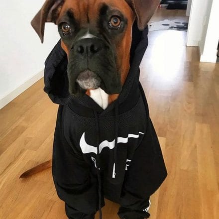 14 Surprising Facts About Boxer Dogs And Why We Love Them - PetPress