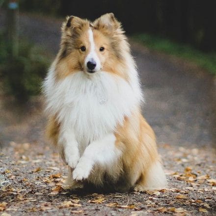14 Reasons Sheltie Owners Think They Are the Best in the World - PetPress