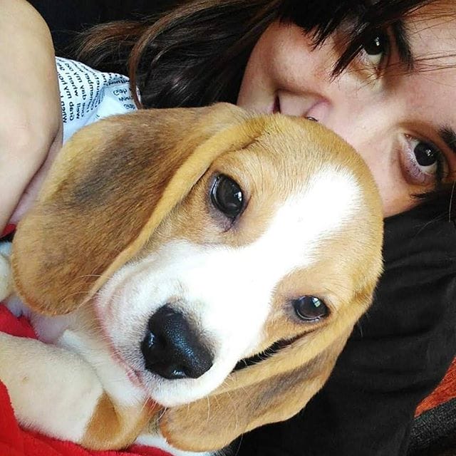 14 Fascinating Beagle Facts - PetPress