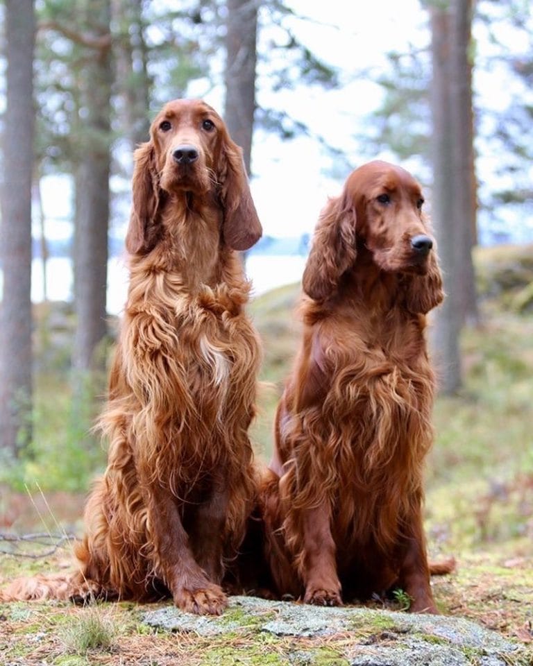 14 Interesting Facts You Should Know About Irish Setter - PetPress
