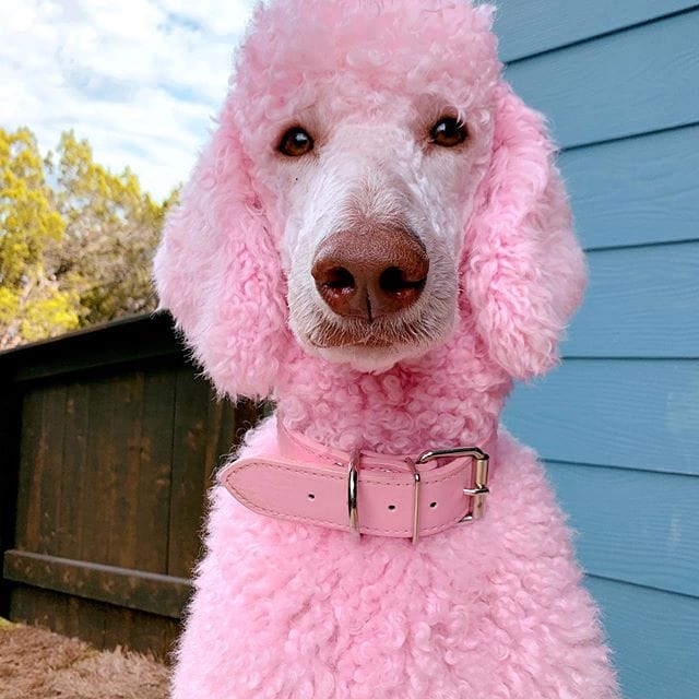14 Incredibly Beautiful Poodle Pictures - PetPress