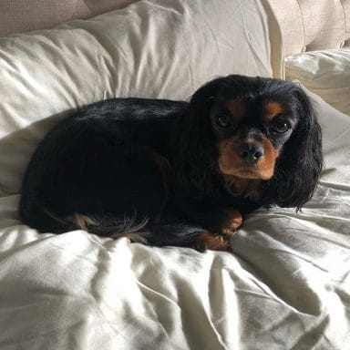 14 Gorgeous Cavalier King Charles Spaniels Who Have The Royal Blood ...