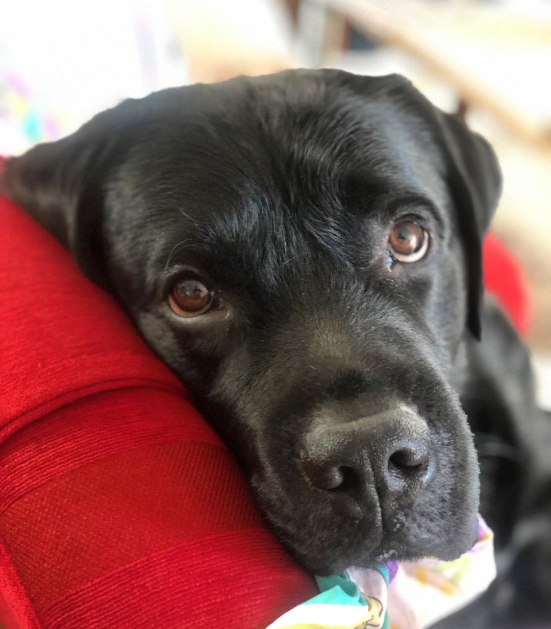 14 Fun Facts About Labrador Retrievers - PetPress