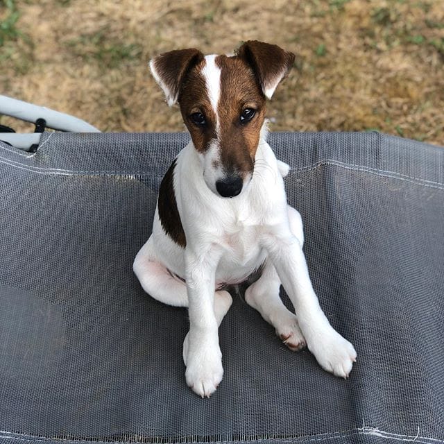 14 Cool Facts About Fox Terriers - PetPress