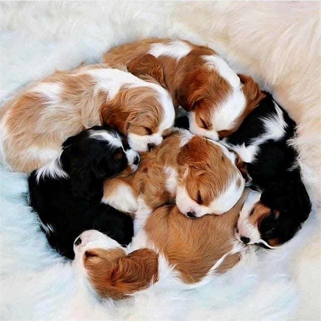 14 Gorgeous Cavalier King Charles Spaniels Who Have The Royal Blood ...