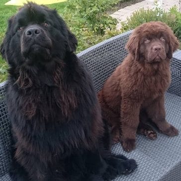 14 Newfoundland Dog Facts That Newfie Lovers Know by Heart - PetPress