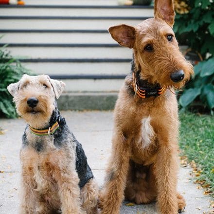 14 Versatile Facts About the Airedale Terrier - PetPress