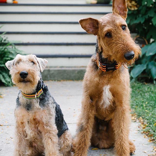 14 Versatile Facts About the Airedale Terrier - PetPress