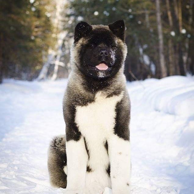 14 Trusty Facts About the Akita Inu - PetPress