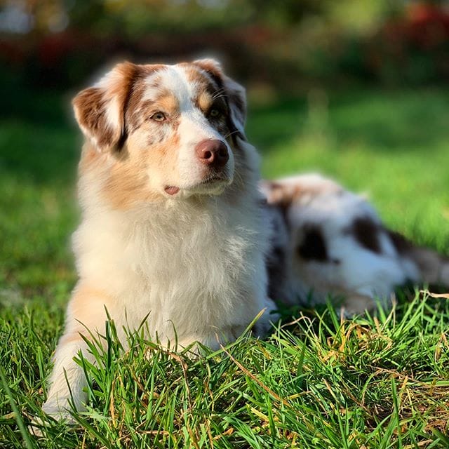 14 Interesting Facts About Australian Shepherds You Probably Didn`t ...