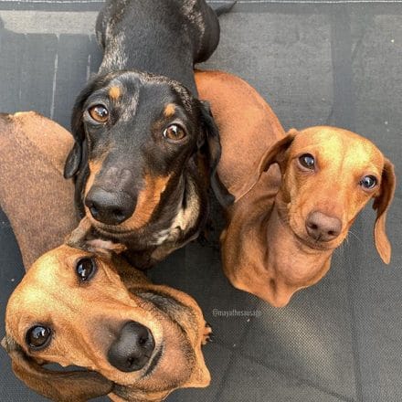 15 Things You Didn’t Know About Dachshunds - PetPress