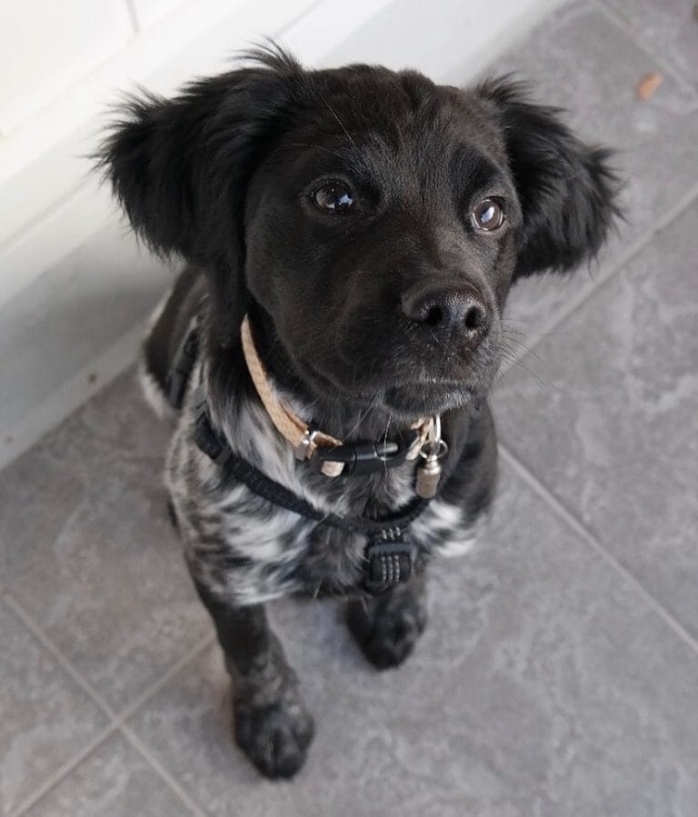 14 Fascinating Facts About the Brittany Dog Breed - PetPress