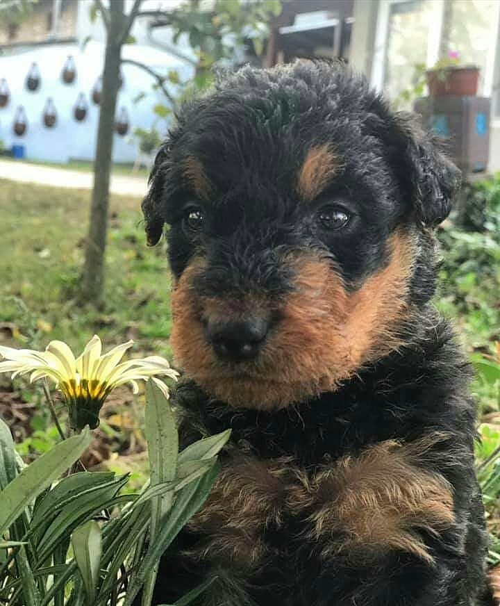 14 Versatile Facts About the Airedale Terrier - PetPress