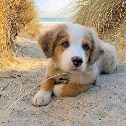 14 Interesting Facts About Australian Shepherds You Probably Didn`t ...