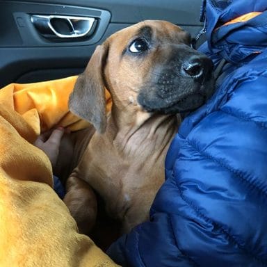 14 Interesting Facts About Rhodesian Ridgebacks - PetPress