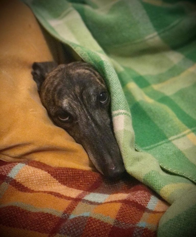 15 Fascinating Facts About Greyhounds - PetPress
