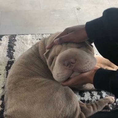 14 Adorable Facts About Shar-Peis - PetPress