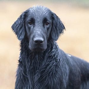 14 Interesting Facts About Flat-Coated Retrievers - PetPress