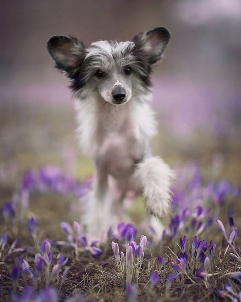 14 Quirky Facts About the Chinese Crested Dog - PetPress