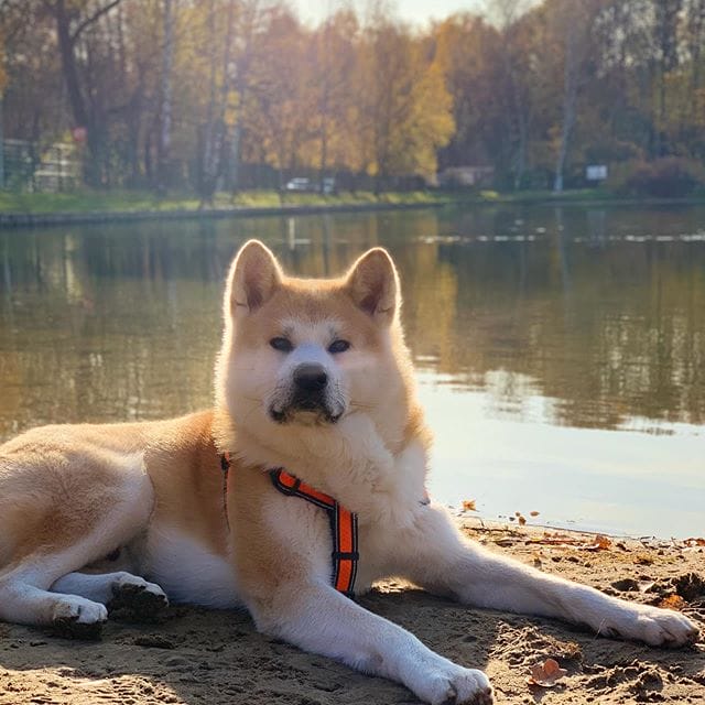 14 Trusty Facts About the Akita Inu - PetPress