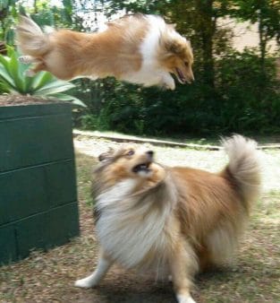 14 Facts Why Shelties Are The Funniest Dogs Ever - Page 2 of 3 - PetPress