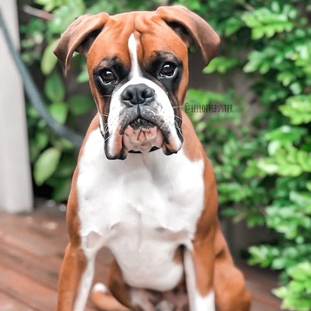 14 Fun Boxer Dog Facts You Will Definitely Love - PetPress