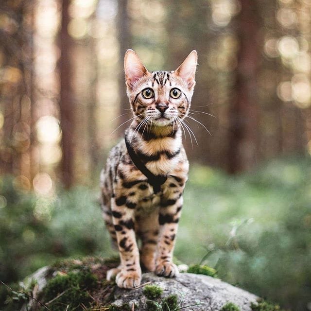 14 Fascinating Facts About Bengal Cats - Page 2 of 3 - PetPress