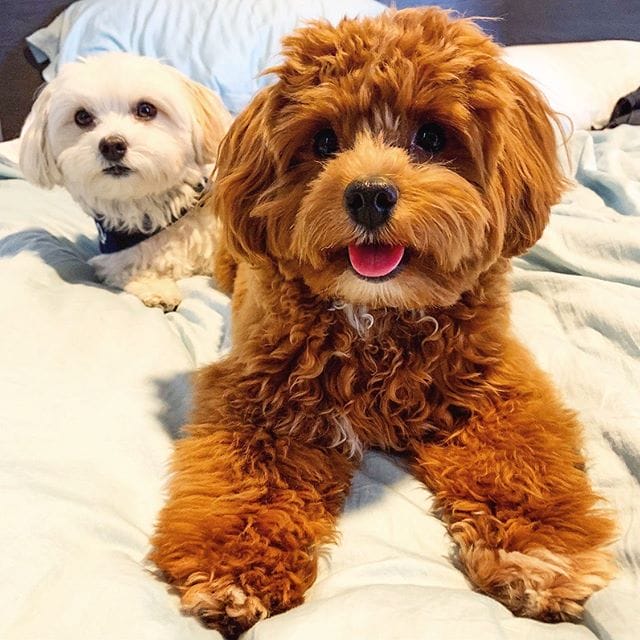 14 Incredibly Beautiful Poodle Pictures - PetPress