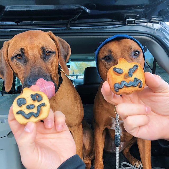 14 Interesting Facts About Rhodesian Ridgebacks - Page 2 of 3 - PetPress