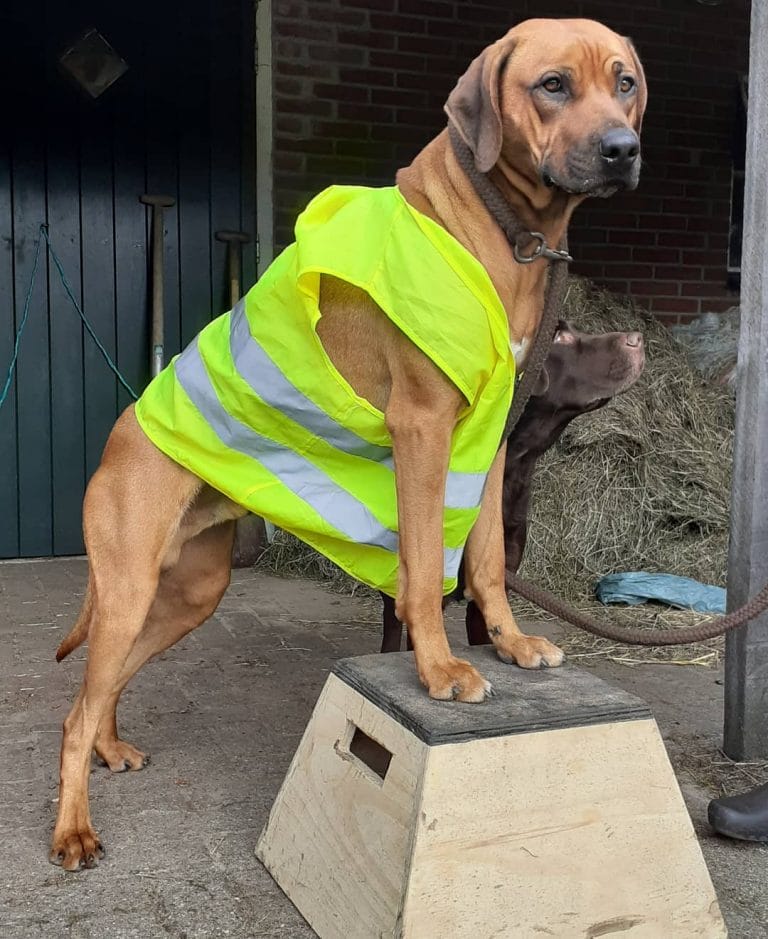 14 Interesting Facts About Rhodesian Ridgebacks - Page 3 of 3 - PetPress