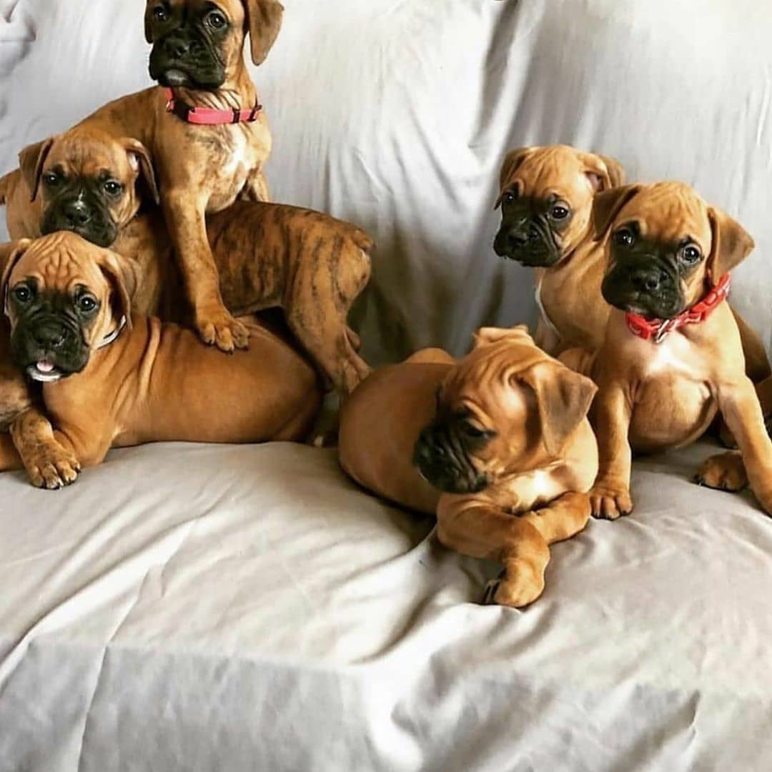 14 Fun Boxer Dog Facts You Will Definitely Love - PetPress