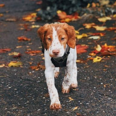 14 Fascinating Facts About the Brittany Dog Breed - PetPress