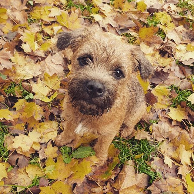 14 Interesting Facts About Border Terriers - PetPress