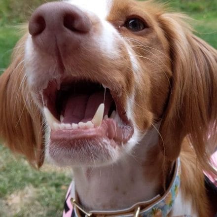 14 Fascinating Facts About the Brittany Dog Breed - PetPress
