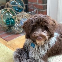 14 Things You Didn’t Know About the Portuguese Water Dog - PetPress
