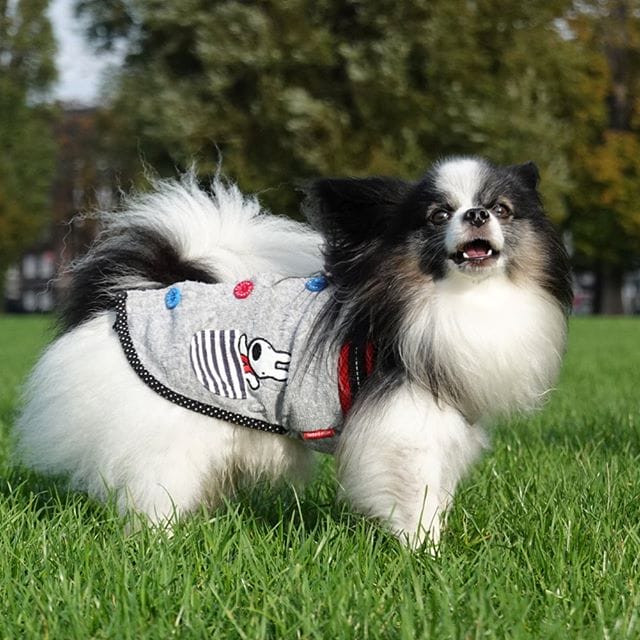 14 Little Known Facts About Papillons - PetPress