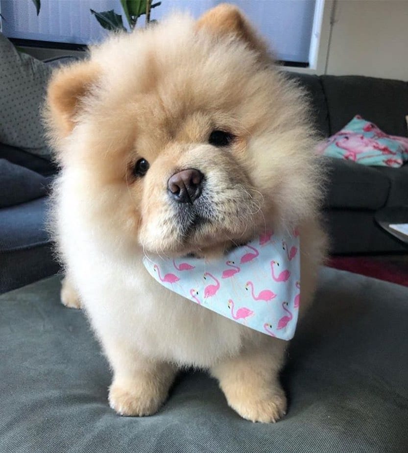 14 Facts About Chinese Lions – Chow Chow - PetPress