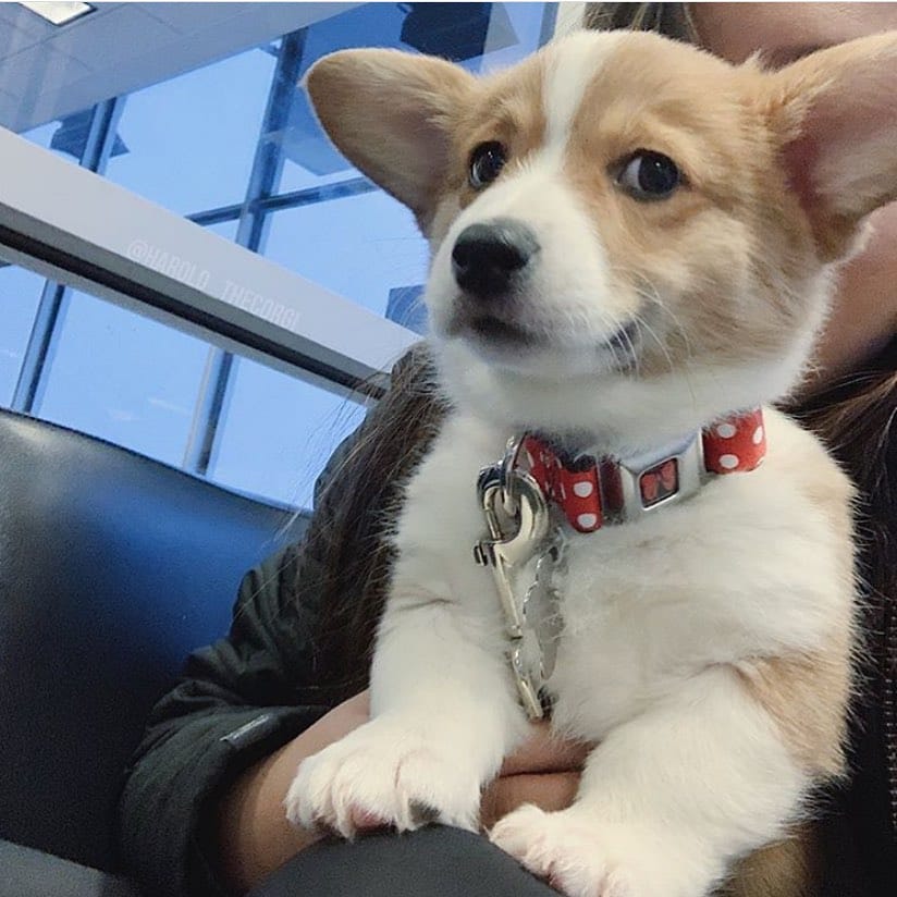 15 Corgi Facts That Make Them The Best Pets - PetPress