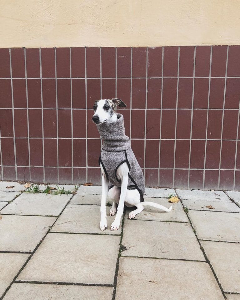 14 Things Every Whippet Owner Should Know - PetPress