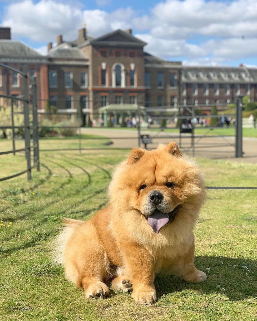 14 Facts About Chinese Lions – Chow Chow - PetPress