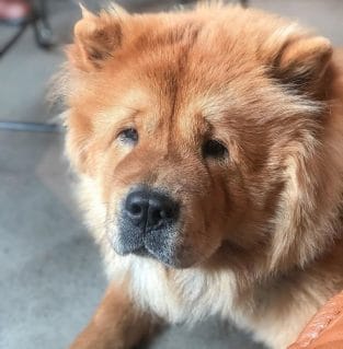 14 Things You Have to Know About the Chow Chow - PetPress