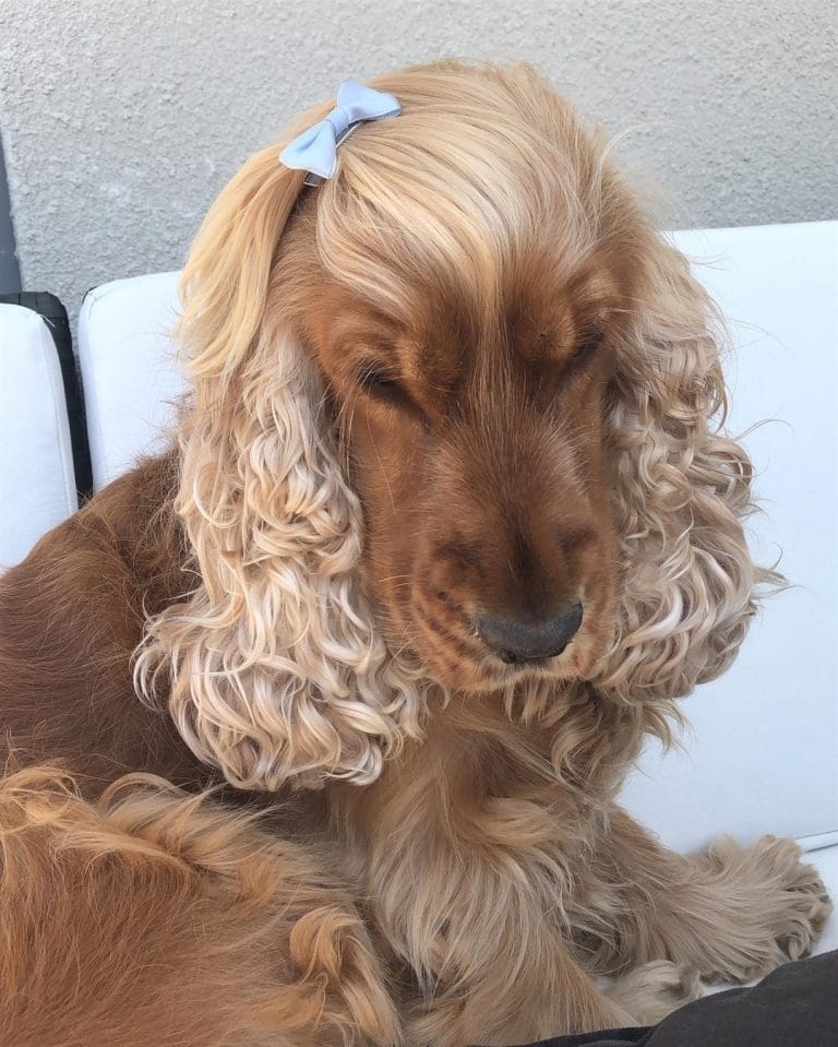 14 Elegant Facts About Ideal English Cocker Spaniels - PetPress