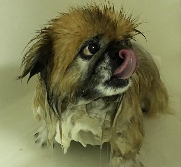 14 Funny Pekingese Pictures That Will Make Your Day! - PetPress