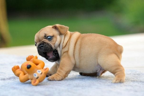 16 Cute Bulldog Puppies That Will Melt Your Heart - PetPress