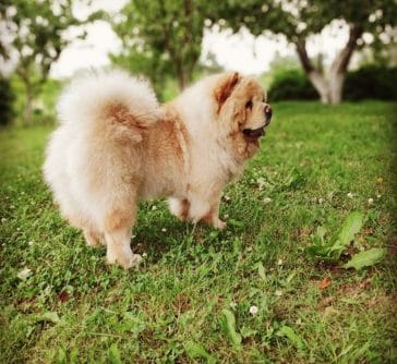 14 Things You Have to Know About the Chow Chow - PetPress