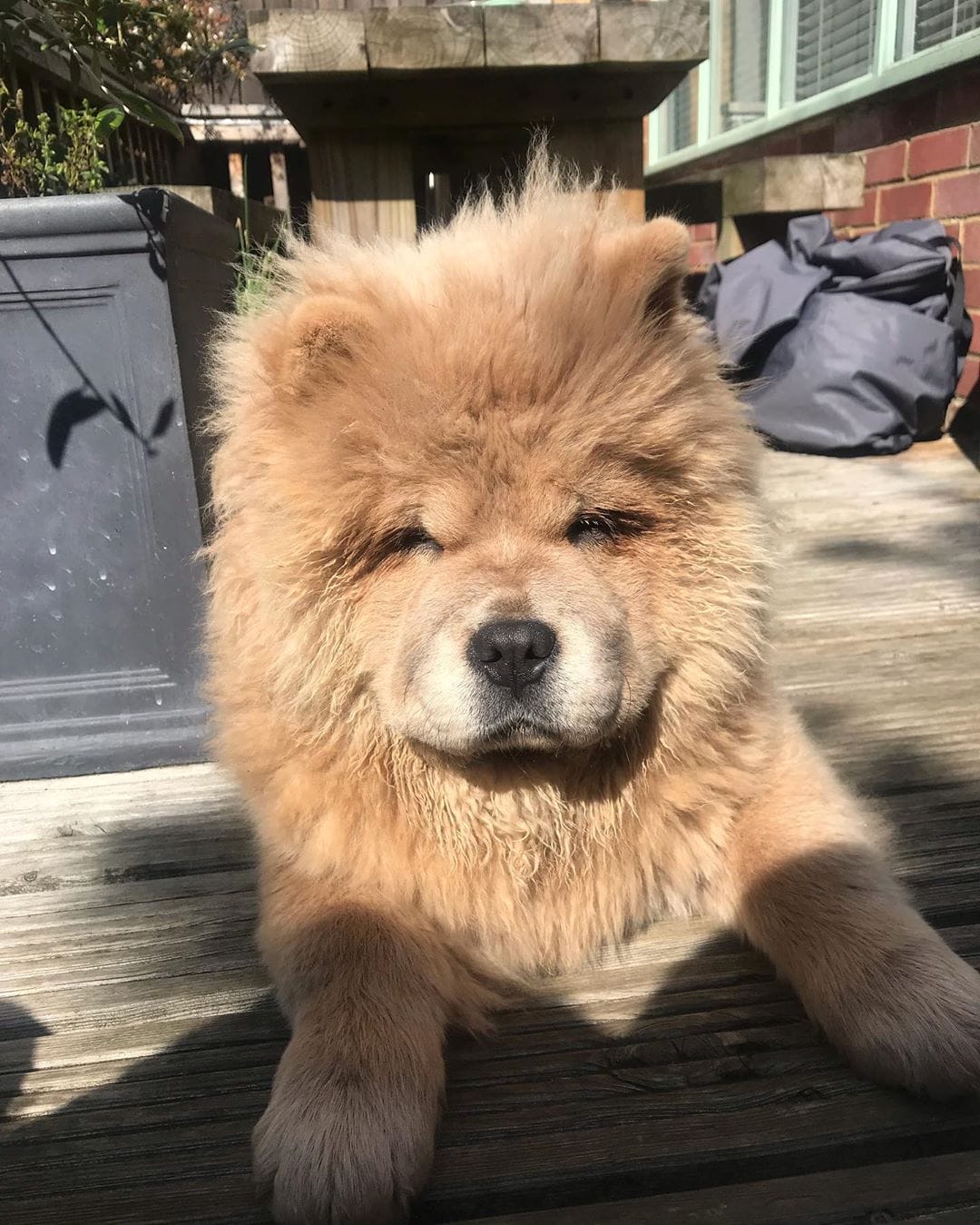 14 Facts About Chinese Lions – Chow Chow - Page 2 of 4 - PetPress